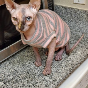 Kotomoda Shower Caps for Sphynx Cats and small pets 20pcs in a | Etsy