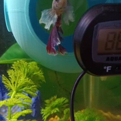 Aquarium Cave Tree Stump, Cichlid Cave, Kuhli Loach Dojo Loach ...