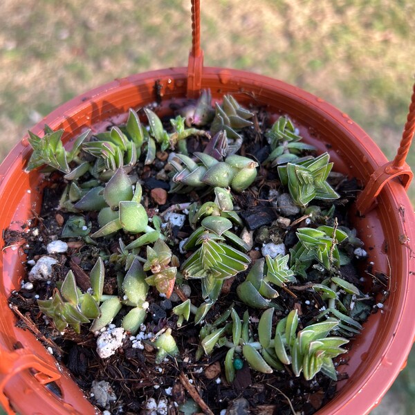 RARE | Crassula Tabularis Pagoda Village - Succulent Plant 2" Pot - Etsy