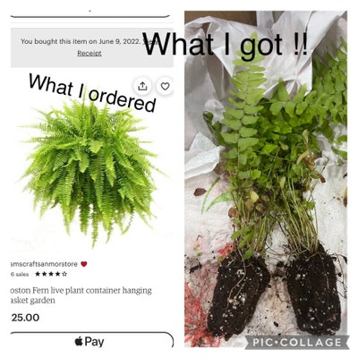 FERN MACHO Live Plants Plugs Garden DIY Live Plant 4 Plugs - Etsy