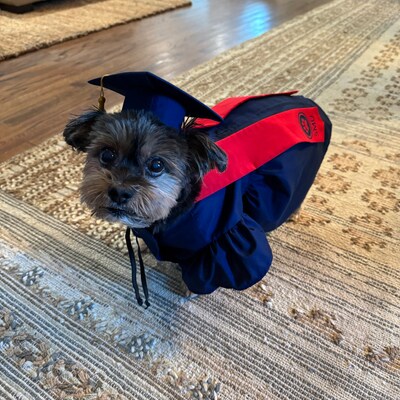 Dog Graduation Cap and Gown, Cat Graduation Cap and Gown, Pet ...