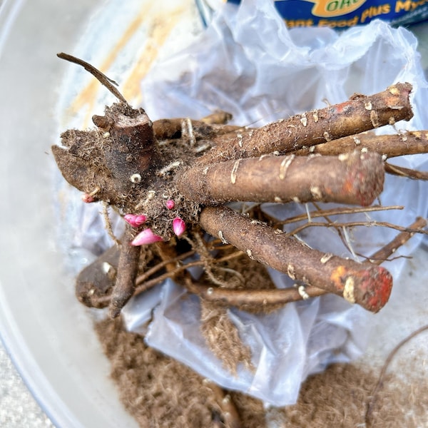 Clearance 20 Ixia Blue Bird Flower Bulbs From Easy to Grow - Etsy