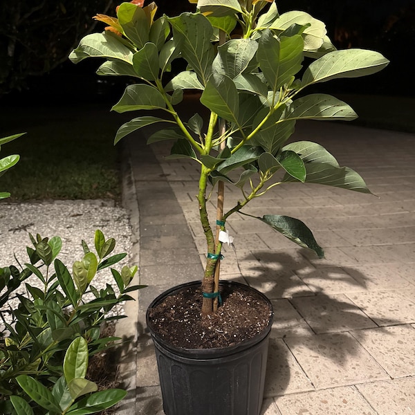 Marcus Pumpkin Avocado Tree, Cold Hardy, Grafted in 3 Gallons Pot - Etsy
