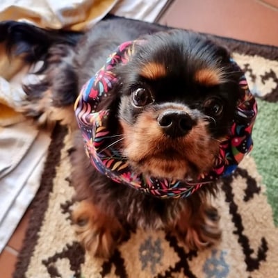 Waterproof Dog Snood Dog Snood Cocker Spaniel Snood Basset Snood Dog ...