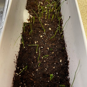 더덕 Seeds 30 Deodeok, Aka Codonopsis Lanceolata or Lanse Asiabell Seeds ...