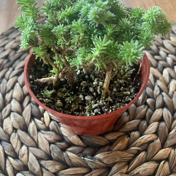 Mini Joshua Tree Succulent 4" Pot Thick and Full - Sedum Multiceps ...
