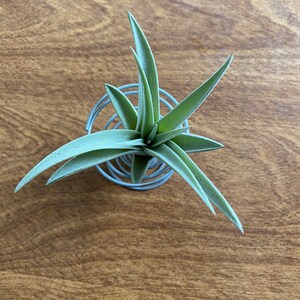 Fossil Planter Rustic Ceramic Plant Pot Succulent Air | Etsy