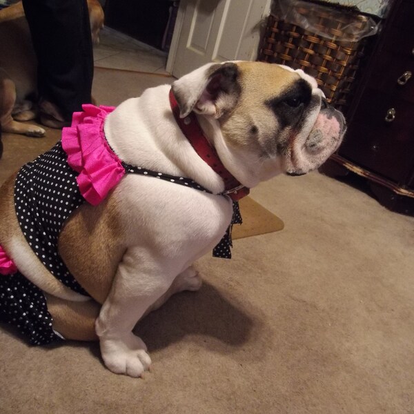 DOG BIKINI, Dog Polka Dotty Ruffles Bikini, Dog Swimm Wear, Summer ...