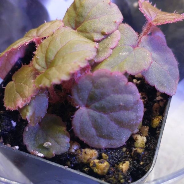 SEEDS - Begonia Sp Mantuk - Etsy
