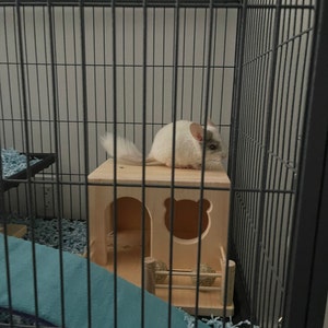 Wood Bridge Ramp Step Ledge Swing With Perch for Chinchilla | Etsy