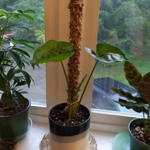 Mini Totem Insert for Orchidbox Mini Greatly Improves | Etsy