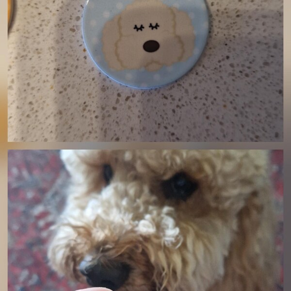 Cavapoo Cute Dog ID Tag for Cavapoos Pet Collars, Dog Tag, Dog Collar ...