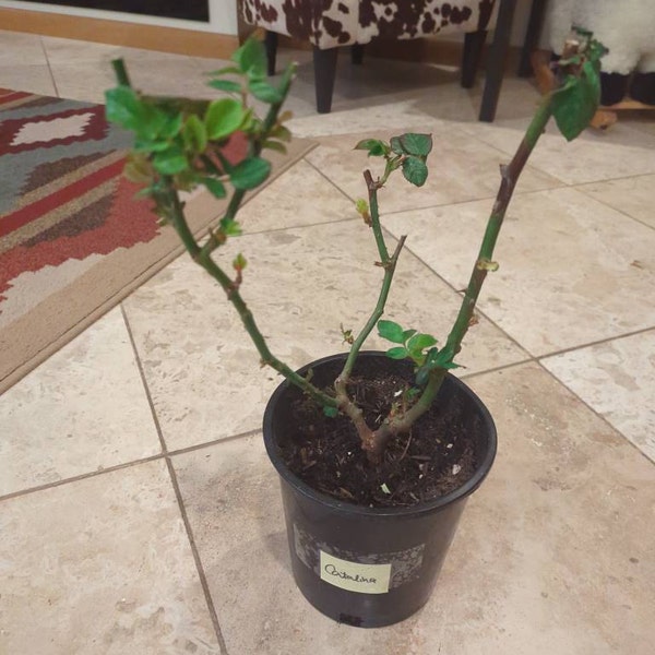 Sabrina | French Garden Shrub Rose | Own Root - Etsy