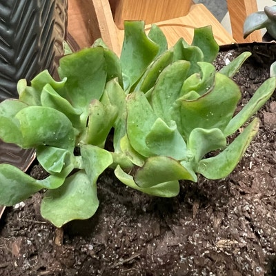 Ripple Jade, Silver Dollar Jade, Crassula Arborescens Undulatifolia ...