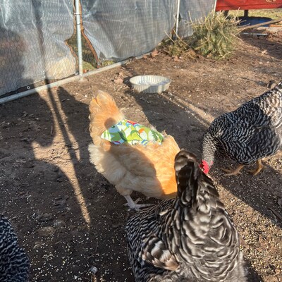 Patriotic Chicken Tutu - Etsy