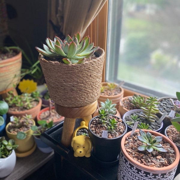 Mini Wood Plant Stand, Riser or Counter Stool - Etsy