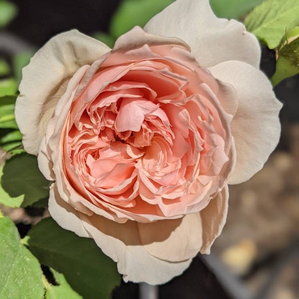 Masora マソラ 真宙 Japanese Rose Super Lovely Big Flowers Heat Resistance ...