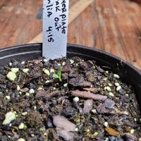 Black Magic Hybrid Tea Rose Seeds perennial authentic Seeds-flowers ...