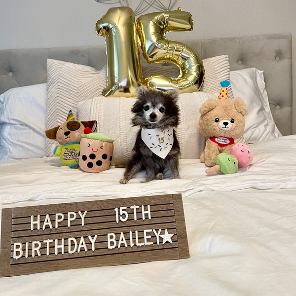 Personalized Dog Bandana Birthday Girl Bandanna for 1st Birthday ...