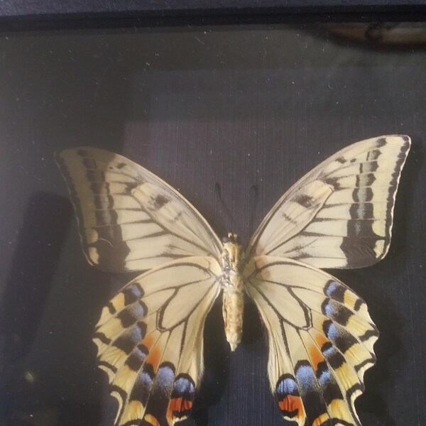 Real Large Tarantula Hawk Wasp Framed Taxidermy - Pepsis Thisbe - Etsy