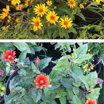 5 Anise Hyssop Plants in 2.5 Inch Pots - Etsy