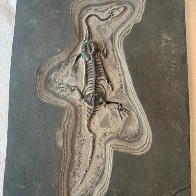 Edmontosaurus Metatarsal Foot Bone Cretaceus Glendive Montana - Etsy