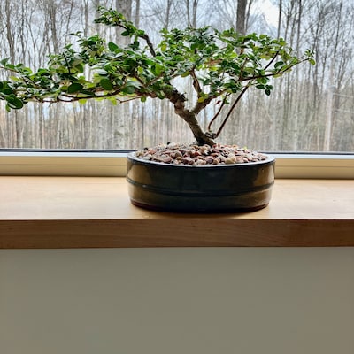 Purple Trumpet Bonsai Tree inner Feeling Collection From Cute Little ...