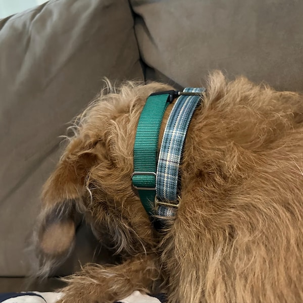 I Love You Smore Dog Collar, Sage Green, Martingale With Buckle ...