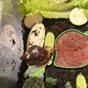 Giant African Land Snail Refresher Kit. Coir Substrate With Added ...