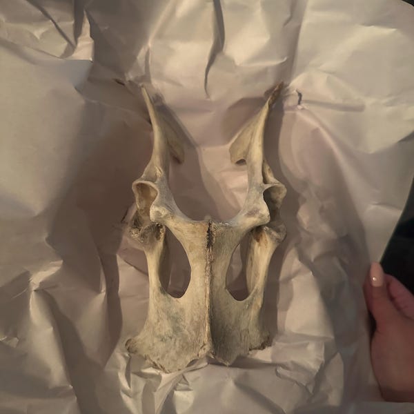 Small Bone Mystery Box - Etsy