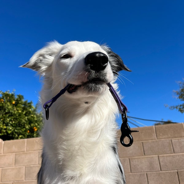 Custom Biothane Training Tab - Etsy