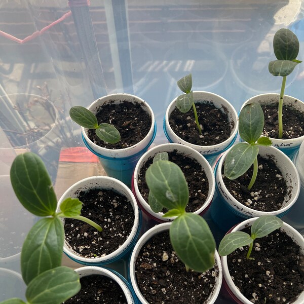 50 Mouse Melon, Cucamelon Seed, Tiny Melon, Tiny Fruit to Grow ...