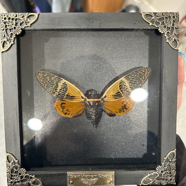 Framed Death Head Moth Taxidermy Real Skull Moth Display Box Gothic ...