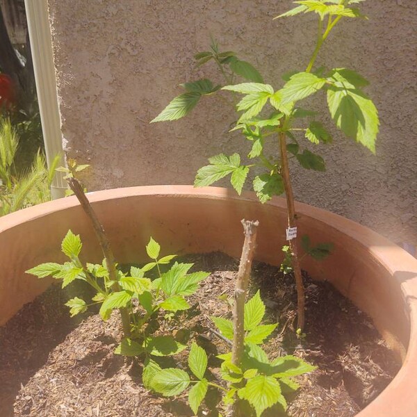 3 Raspberry Plants "heritage" Everbearing, Red(3 Large, 1 Year Old ...