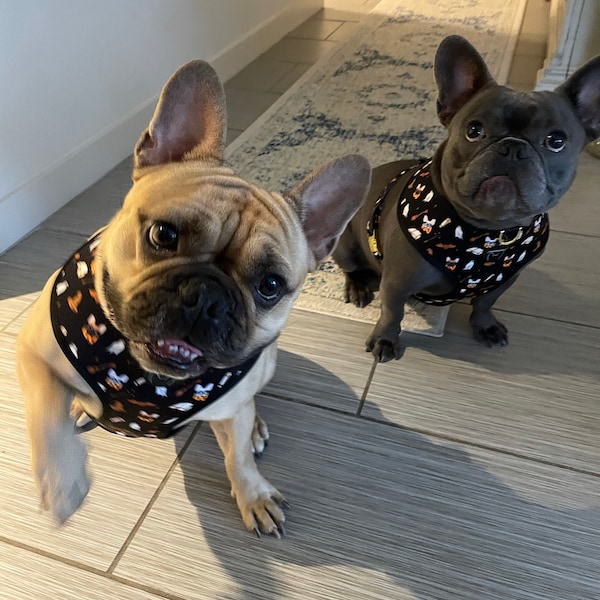 Frenchiestore Reversible Dog Health Harness | Harry Pupper - Etsy