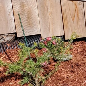 Geffner Atemoya 1 Plant 2 to 3 Feet Tall Ship in 3gal Pot - Etsy