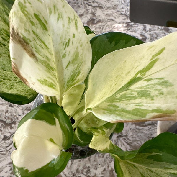 Manjula Pothos Plant - 4 Inch Nursery Pot - Live Plant - Optional ...