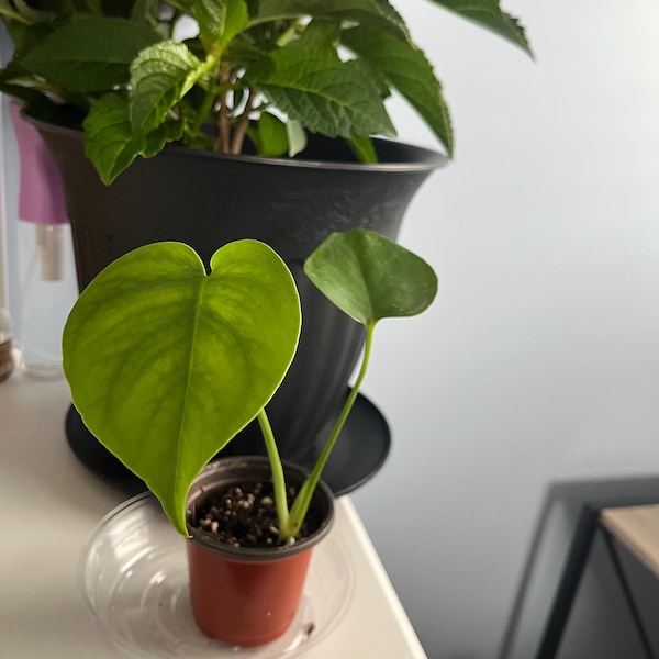 Monstera Deliciousa Live Indoor Plant, Easy Care Low Light Houseplant ...