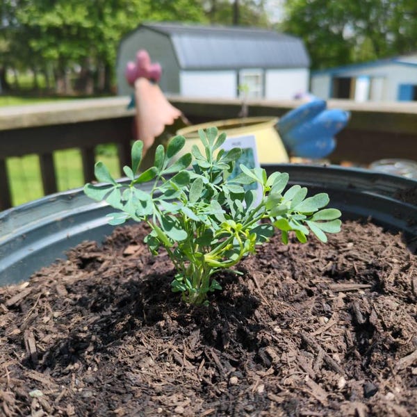 Sage Nazareth - Etsy