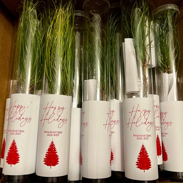 Gift Tree Favor | Pine Seedling | Seedling Gift | ESG Gift | Employee ...
