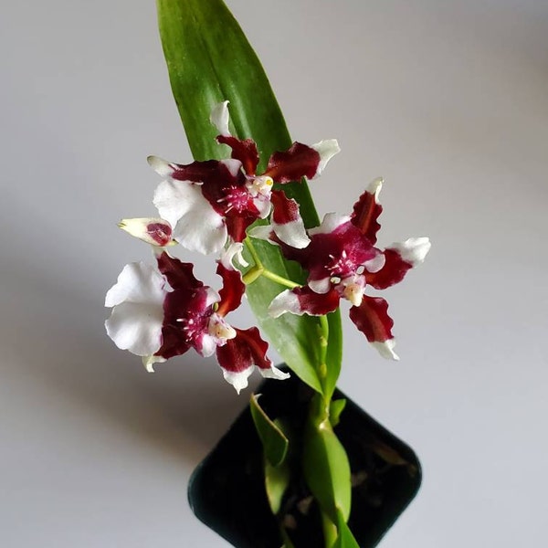 Onc. Heaven Scent 'redolence' -- Sharry Baby Improved EZ Grow ...