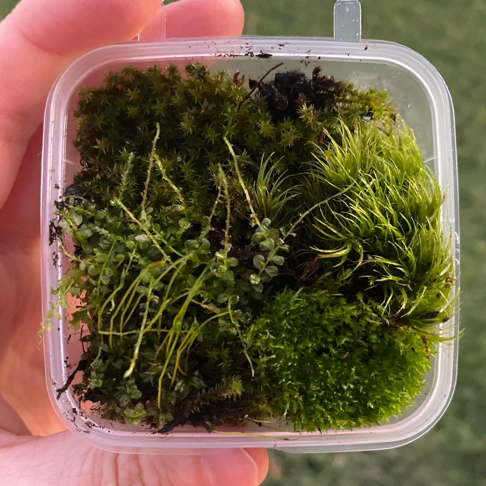 Live Moss Mixed Variety Pack! 4.5oz Container, Mix of 4-6 Varieties ...