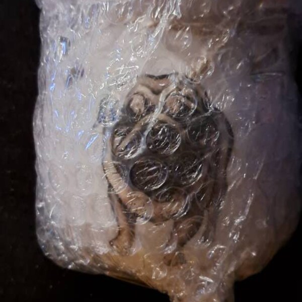 Highland Cow Wax Burner, Baby Highland Cow, Wax Warmer, Oil Burner, Wax ...