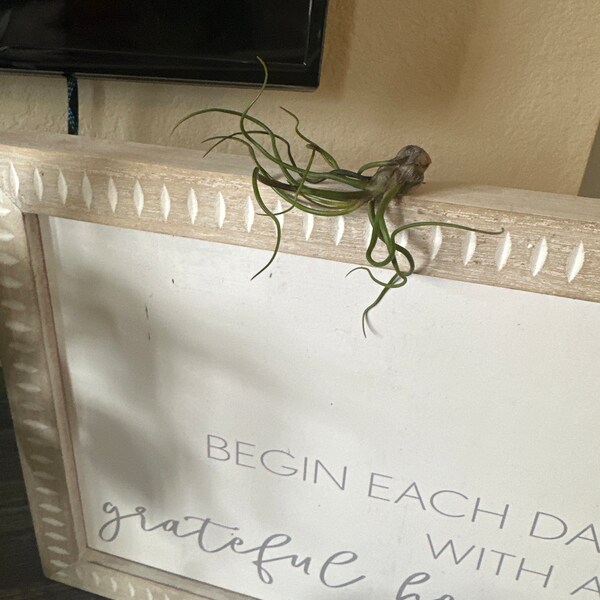 Tillandsia Bulbosa Alien Air Plant - Etsy