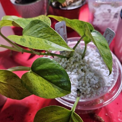 Albo Monstera Deliciosa Variegated white Tiger Kunzo Lineage USA Seller ...