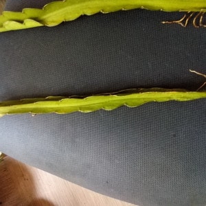 Flame Tree Seed Pods - Etsy