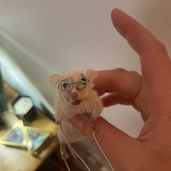 DIY Mouse Taxidermy Craft Kit Inc. Manual and Full Tool Kit for ...