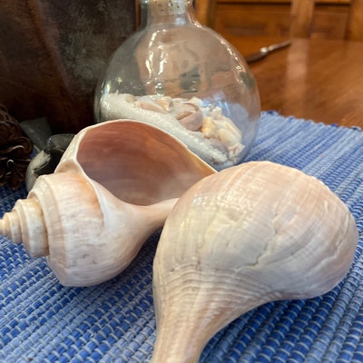 50 Assorted Jingle Shells From Cape Cod Beaches - Etsy