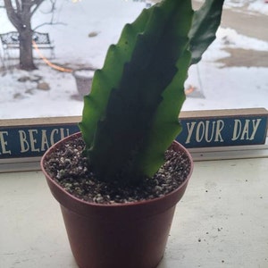 Epiphyllum King Ransom Tropical Cactus Orchid Cactus Yellow Flowers ...