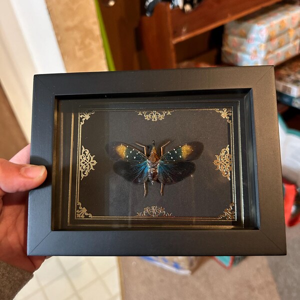 Real Framed Ghost Cicada Ayutha Spectabilis Shadow Box Frame Insect ...